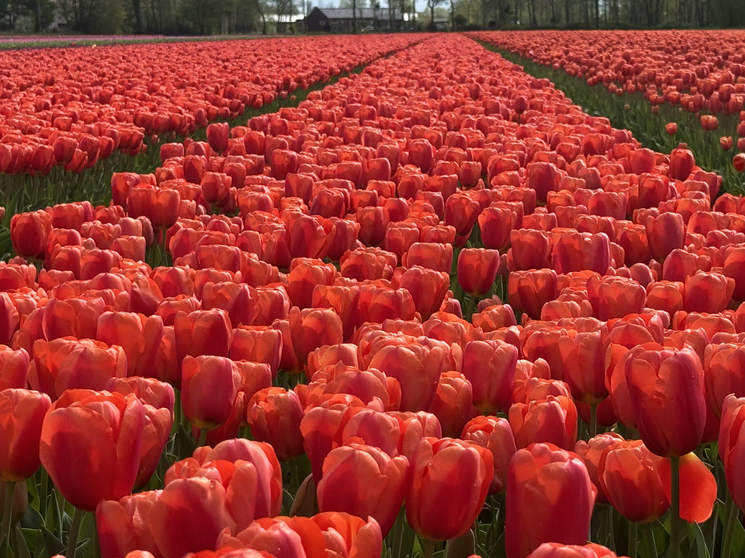 Keukenhof & flower fields - Riedijk Tours Amsterdam